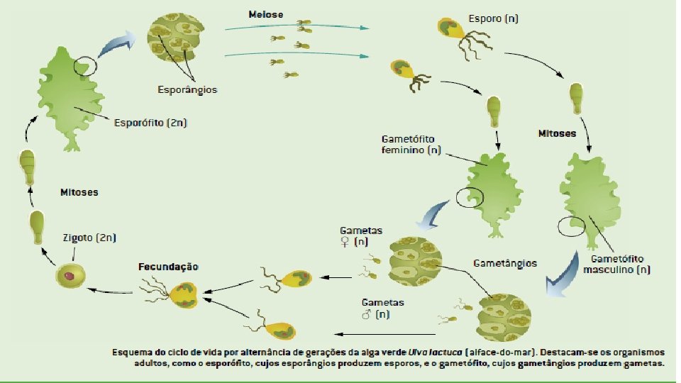 Ciclos reprodutivos Ciclo Haplobionte Ciclo de vida no