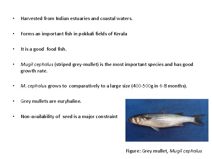 Seed production of grey mullets Distribution and importance