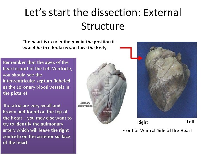 Virtual Heart Dissection Response Name Mammals have fourchambered