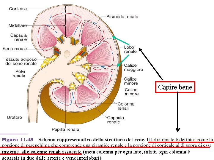 APPARATO URINARIO T 12 L 3 I reni