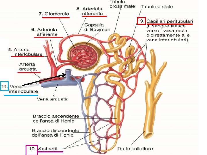 APPARATO URINARIO T 12 L 3 I reni