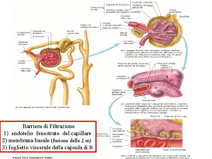 APPARATO URINARIO T 12 L 3 I reni
