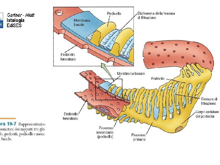 APPARATO URINARIO T 12 L 3 I reni