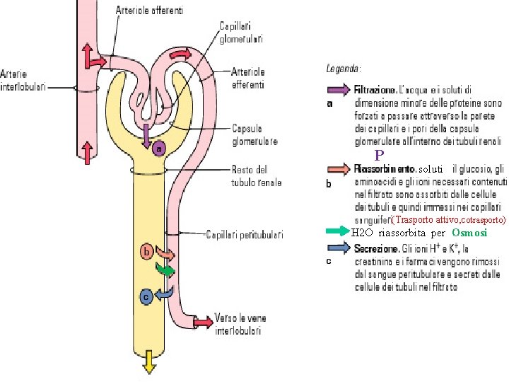 APPARATO URINARIO T 12 L 3 I reni