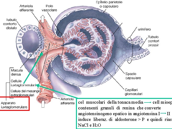 APPARATO URINARIO T 12 L 3 I reni
