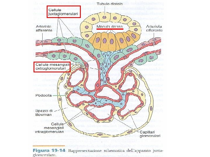 APPARATO URINARIO T 12 L 3 I reni