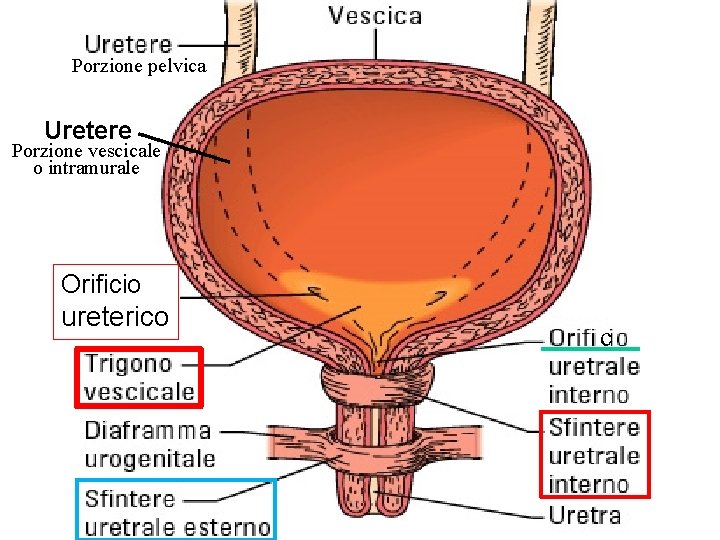 APPARATO URINARIO T 12 L 3 I reni