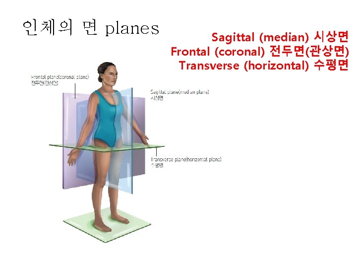 planes Sagittal median Frontal coronal Transverse horizontal 01