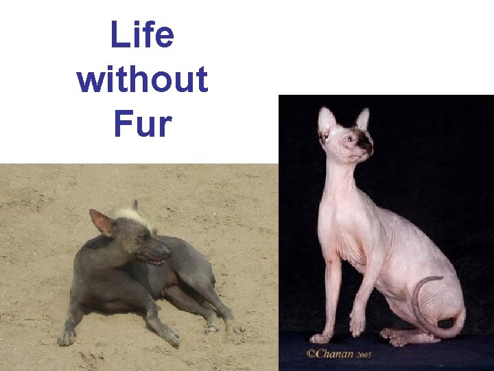 Life without Fur Life without FUR evolutionary reconstruction