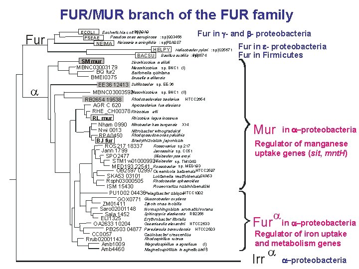 Life without Fur Life without FUR evolutionary reconstruction
