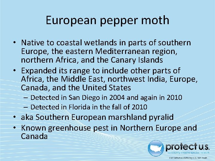 European Pepper Moth Duponchelia fovealis European pepper moth