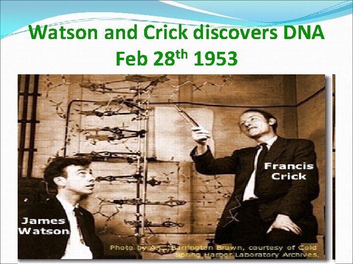 MOLECULAR GENETICS Watson and Crick The structure of