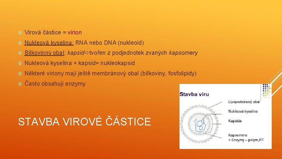VYBRAN KAPITOLY Z BIOLOGIE Viry Nebunn stice heterogenn