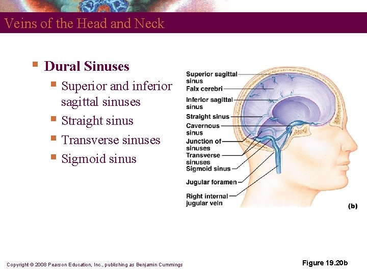 19 HUMAN ANATOMY Power Point Lecture Slides prepared