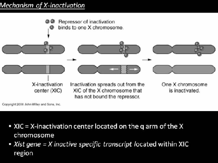 Lab 11 Sex chromatin bodies Barr body Organism