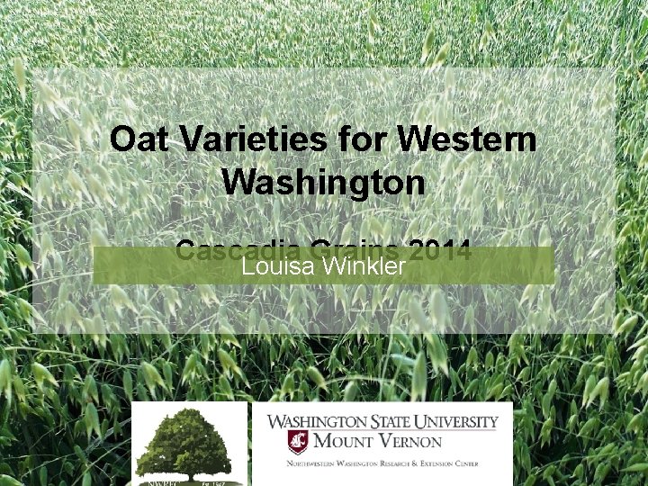 Oat Varieties for Western Washington Cascadia Grains 2014