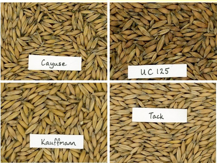 Oat Varieties for Western Washington Cascadia Grains 2014