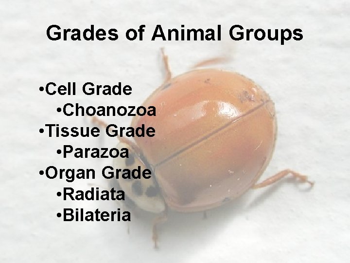 The Animal Kingdom Introduction to the Animal Kingdom