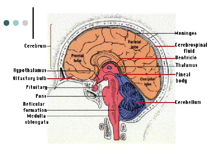 Hypothalamus DR M B BHAT Hypothalamus is diencephalic