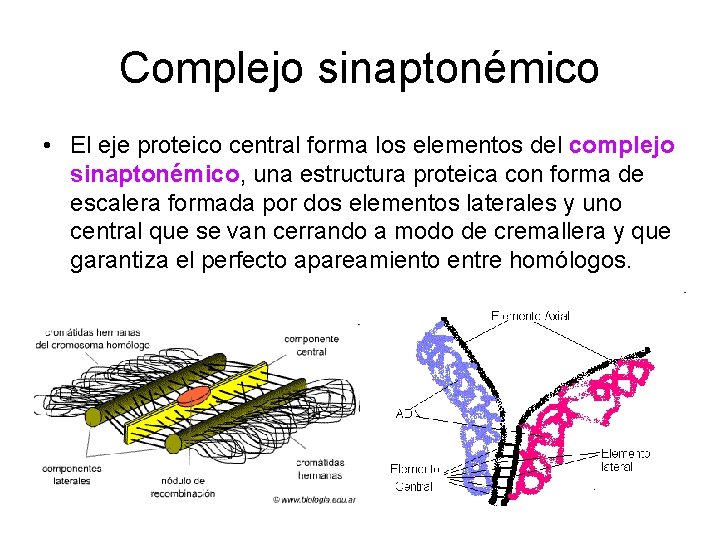 Meiosis Proceso de divisin celular en el que