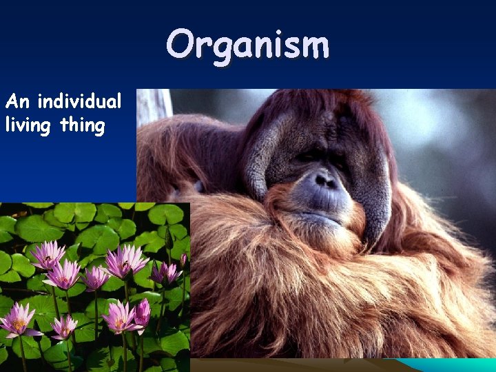 Chapter 3 The Biosphere Objectives Identify the levels