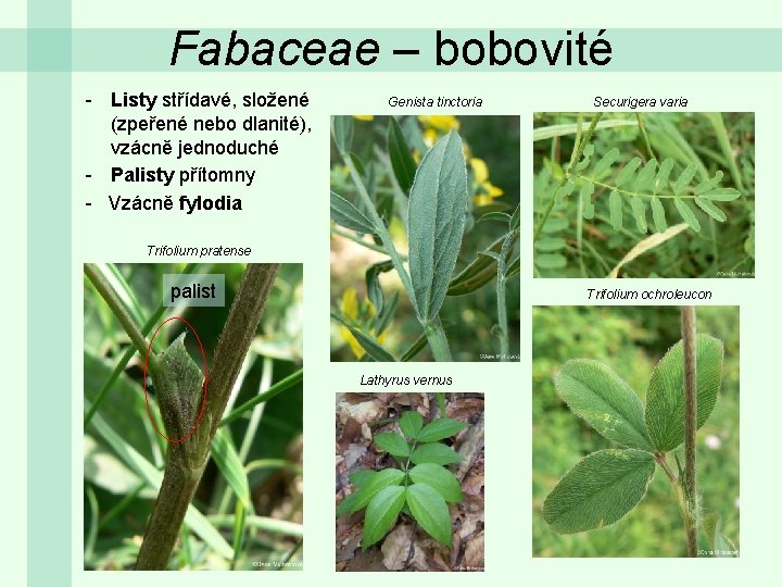 Fabaceae bobovit F krytosemenn angiosperms oddlen Angiospermae ...