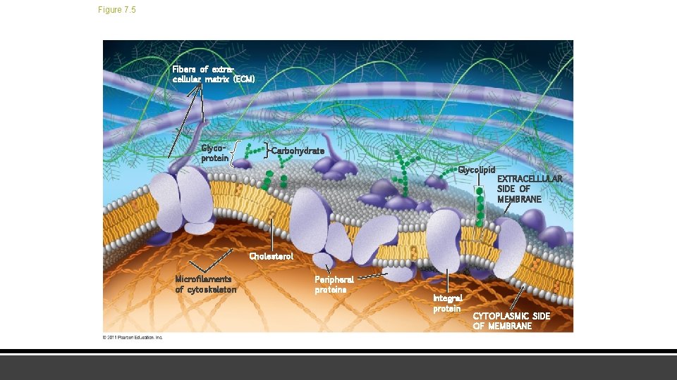 The Cell Membrane Lecture 10 Outline Review of