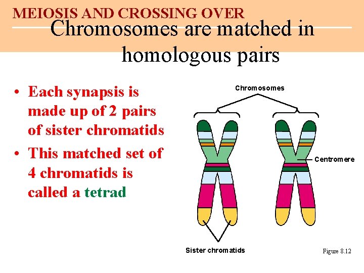Remember Chromosomes occur in pairs homologous pairs the