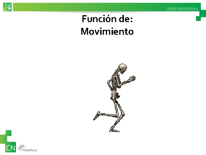 SISTEMA LOCOMOTOR Estructuras que lo forman y sus
