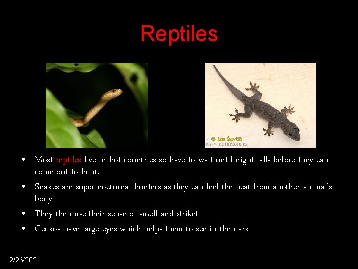 Nocturnal Animals that are most active at night