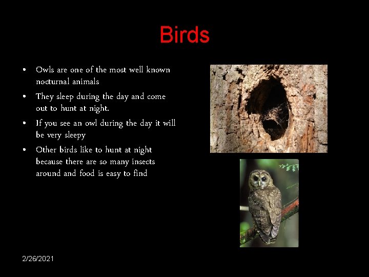 Nocturnal Animals that are most active at night