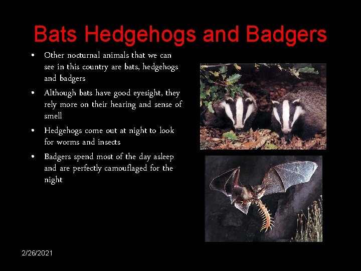 Nocturnal Animals that are most active at night