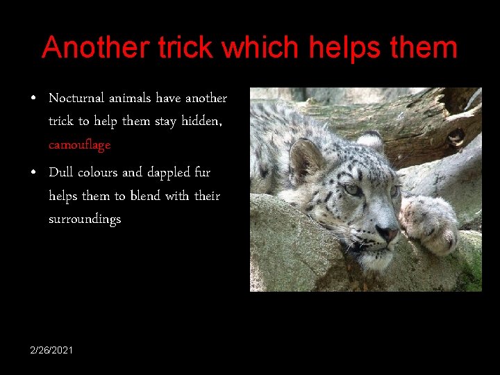 Nocturnal Animals that are most active at night