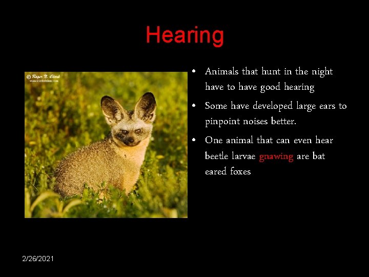 Nocturnal Animals that are most active at night