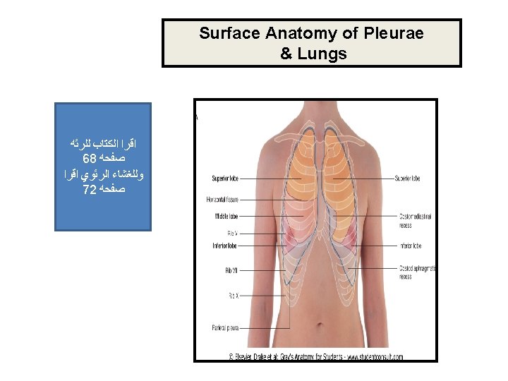 PLEURA LUNG By Prof Saeed Abuel Makarem Pleura