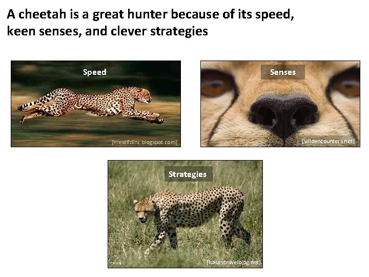 Physical Characteristics That Make the Cheetah Such a