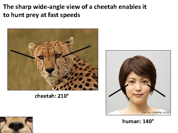 Physical Characteristics That Make the Cheetah Such a