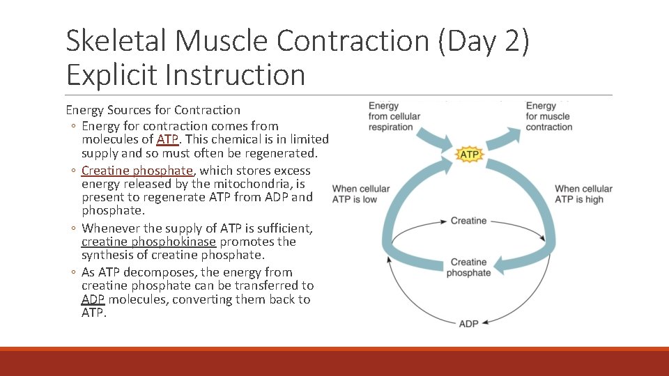 Skeletal Muscle Contraction Day 1 Introduction Muscle fibers