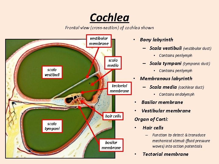BIOL 2401 Unit 4 Lab Human Ear Study