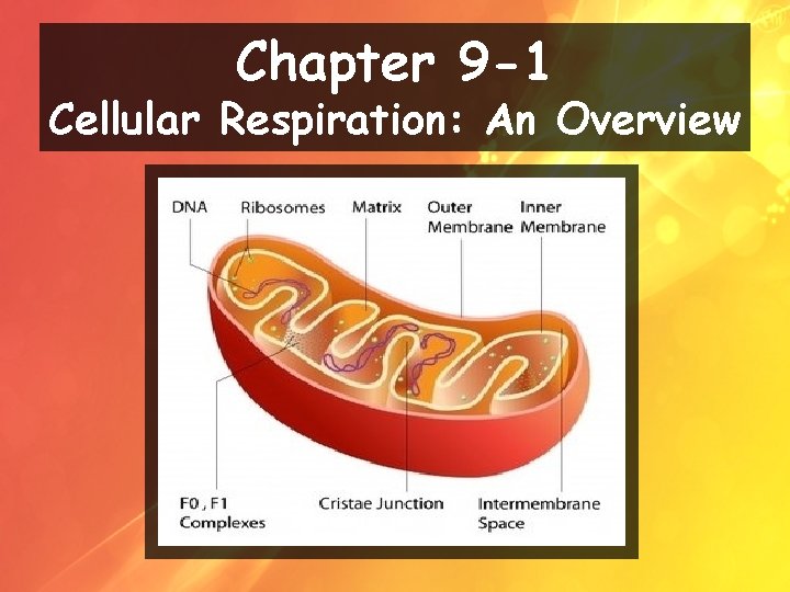 Chapter 9 1 Cellular Respiration An Overview Daily