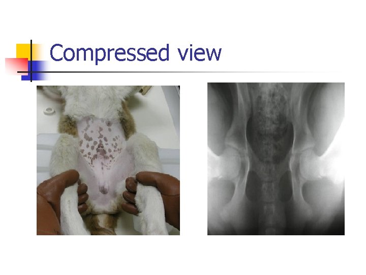Small Animal Pelvis and Hind Limb Radiology Pelvis