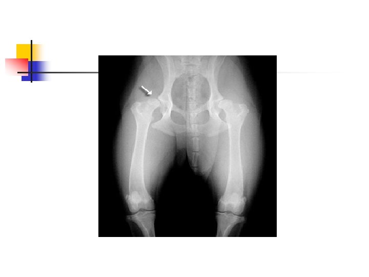 Small Animal Pelvis and Hind Limb Radiology Pelvis