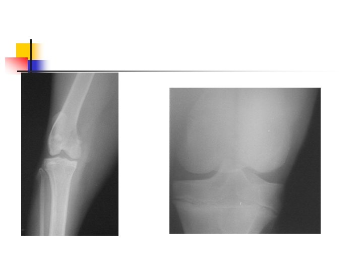 Small Animal Pelvis and Hind Limb Radiology Pelvis