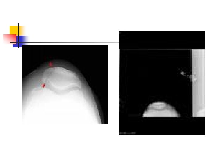 Small Animal Pelvis and Hind Limb Radiology Pelvis