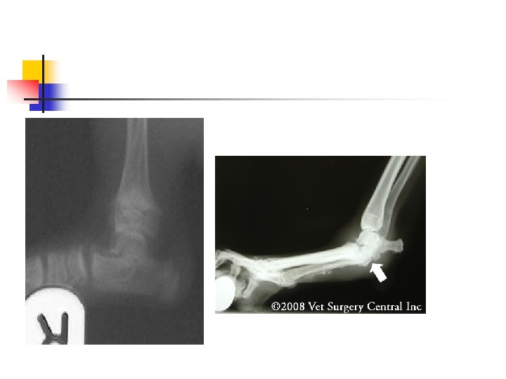 Small Animal Pelvis and Hind Limb Radiology Pelvis