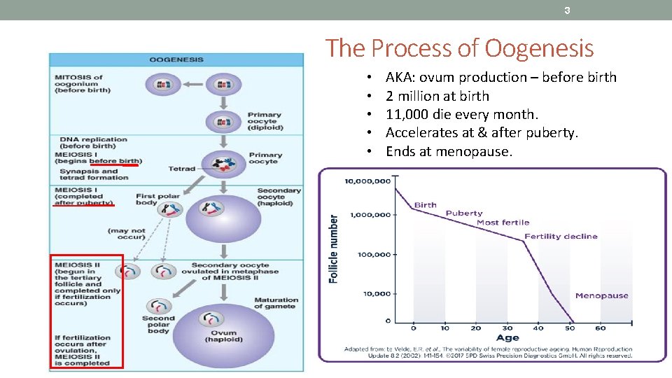 1 BI 233 Laboratory Human Development 2 Spermatogenesis