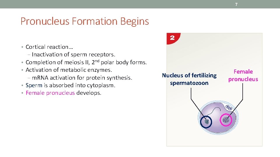 1 BI 233 Laboratory Human Development 2 Spermatogenesis