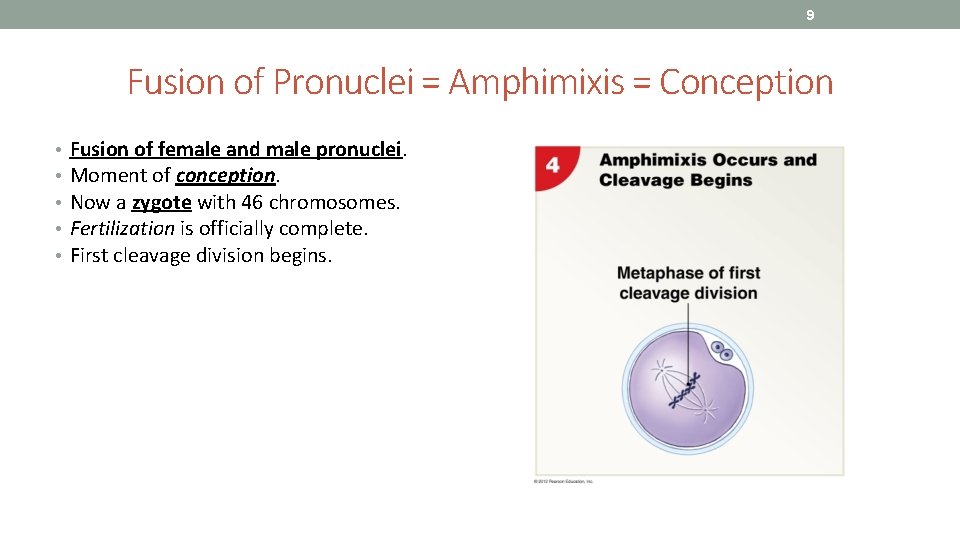 1 BI 233 Laboratory Human Development 2 Spermatogenesis