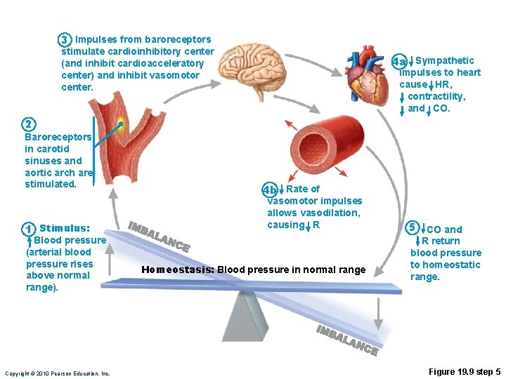Power Point Lecture Slides prepared by Janice Meeking