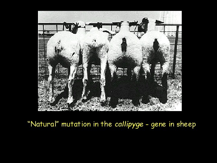 Lecture 5 Major Genes Polygenes and QTLs Major